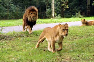 welcome-to-angel-tours-travel-longleat-safari-park-9th-june